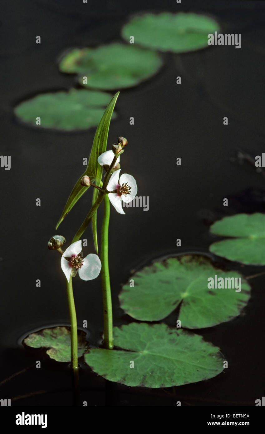 Arrowhead (Sagittaria sagittifolia) growing at the water's edge along ...