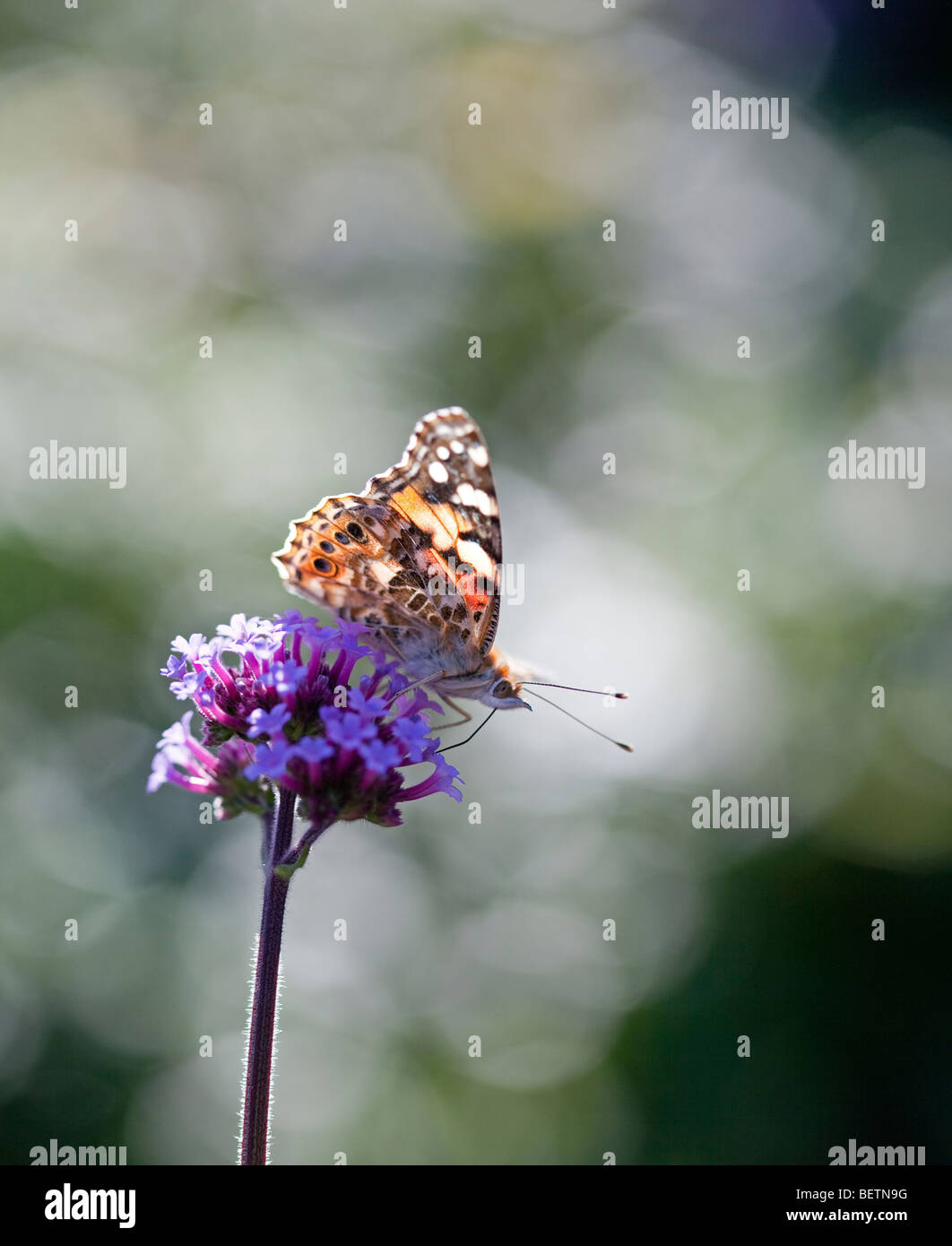 Painted lady on flower hi-res stock photography and images - Alamy