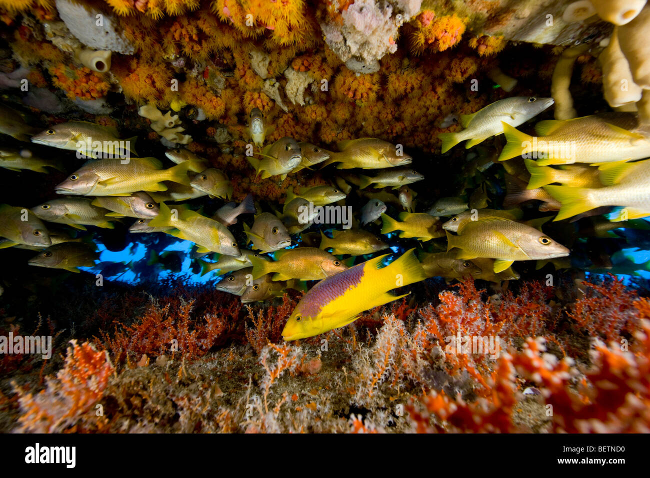 Fish protection hi-res stock photography and images - Alamy