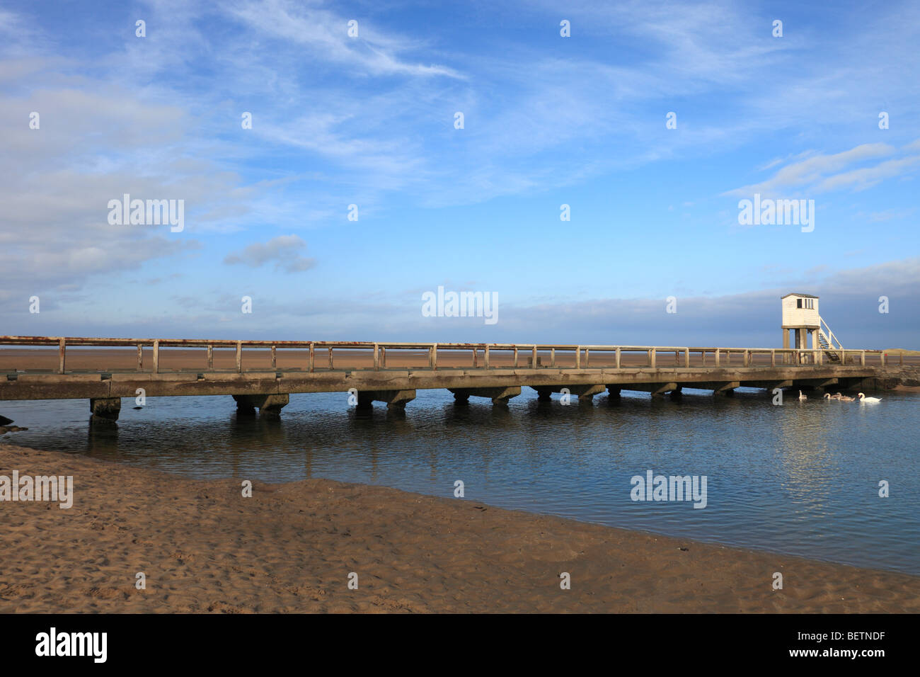Swans on Holy Island causeway, Northumberland, England Stock Photo - Alamy