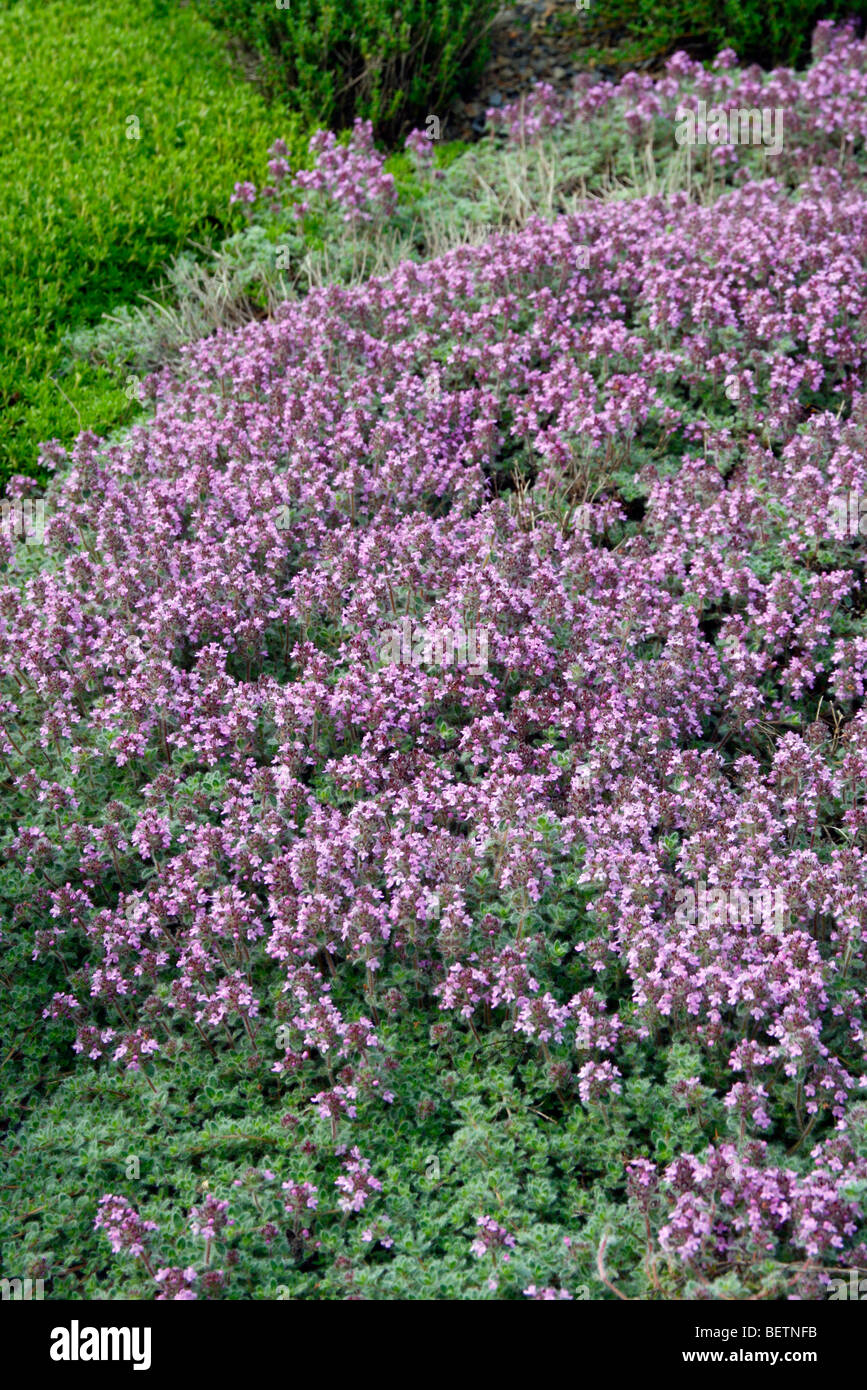 Thymus Pseudolanuginosus High Resolution Stock Photography and Images ...