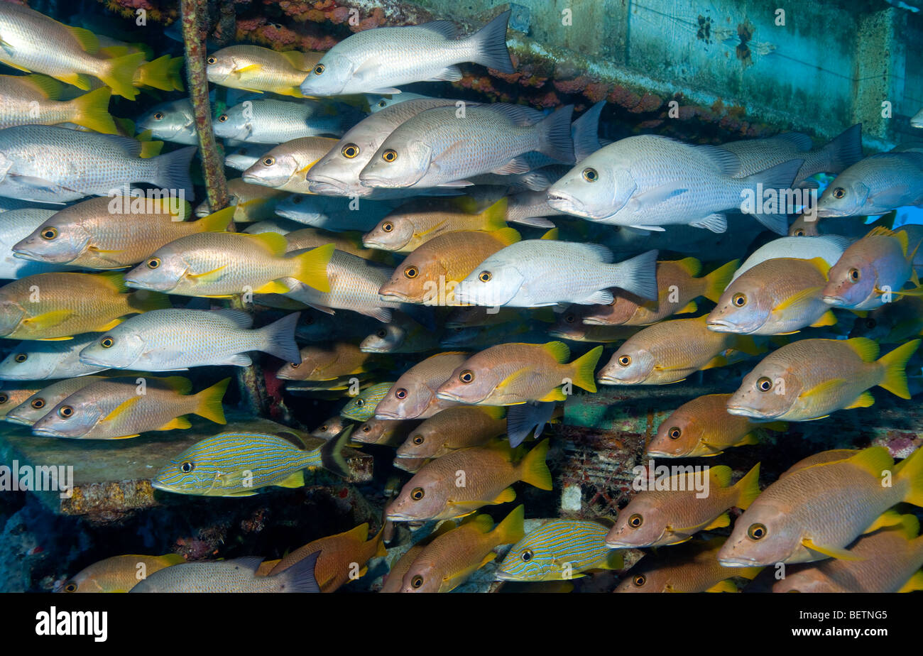 Schooling fish on artificial reef Stock Photo - Alamy