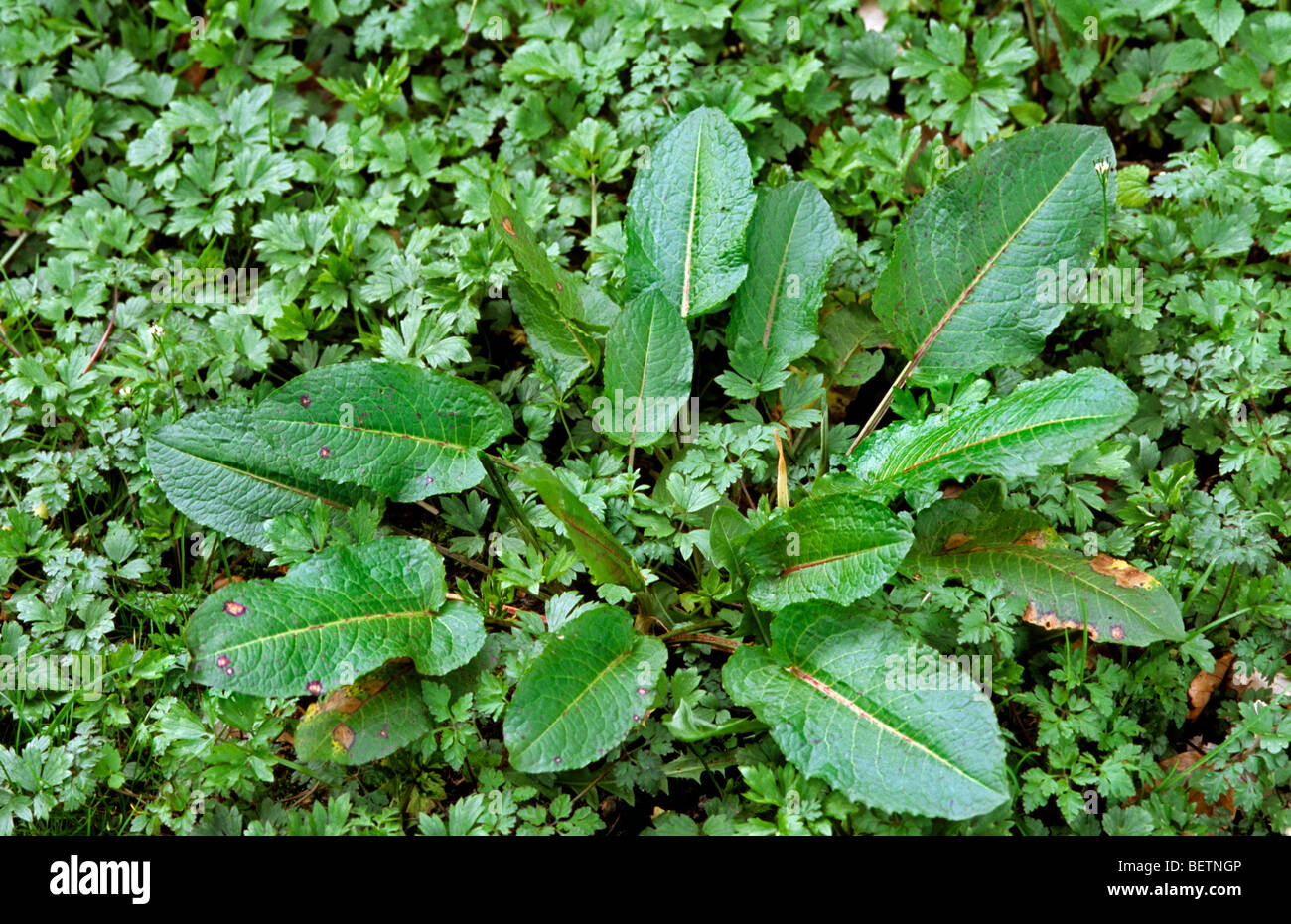 Broad-leaved dock / Broadleaved dock (Rumex obtusifolius), Europe Stock ...