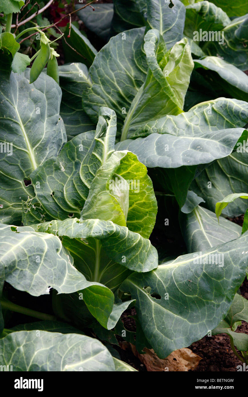 Cabbage Greyhound High Resolution Stock Photography and Images - Alamy