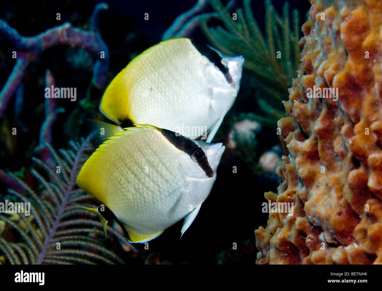 Reef butterflyfish (Chaetodon sedentarius Stock Photo - Alamy