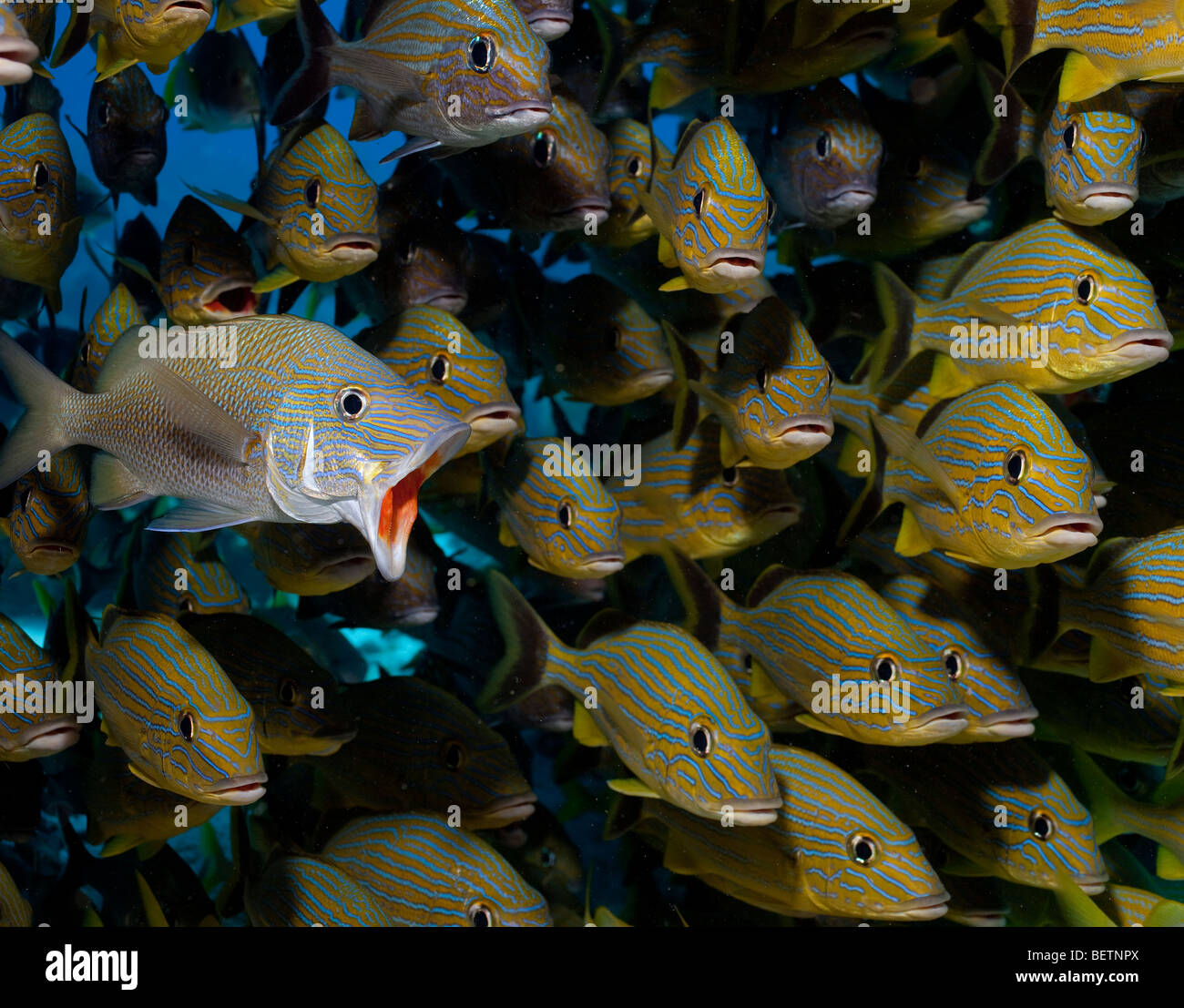 Schooling fish congregate on the reef Stock Photo - Alamy
