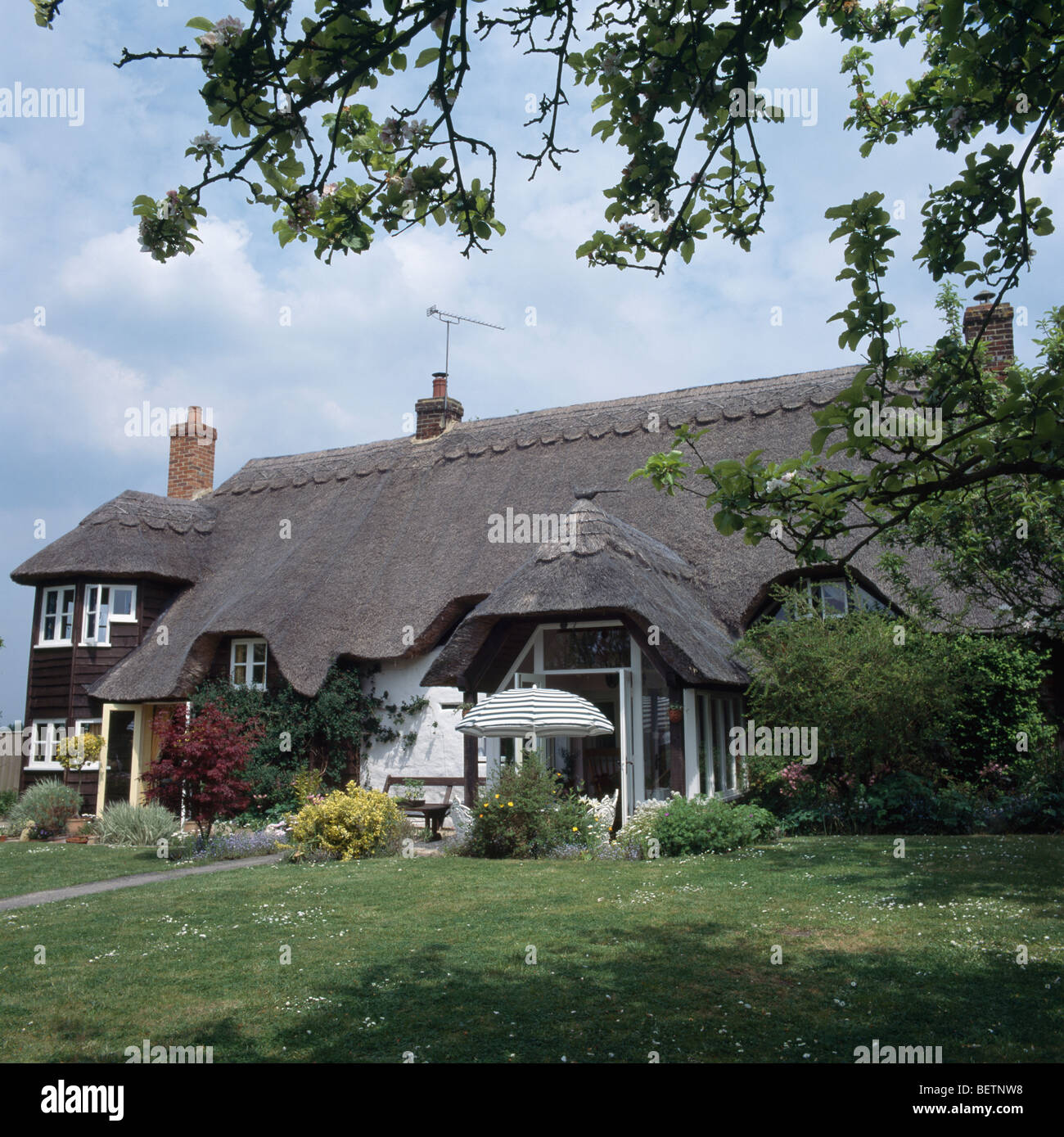 Lawn in front of white thatched country cottage in summer Stock Photo ...