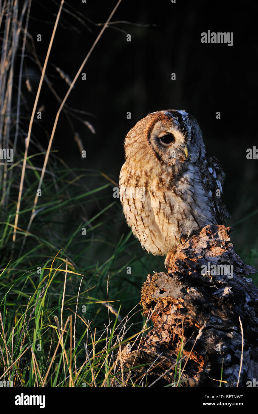 Strix aluco hi-res stock photography and images - Alamy