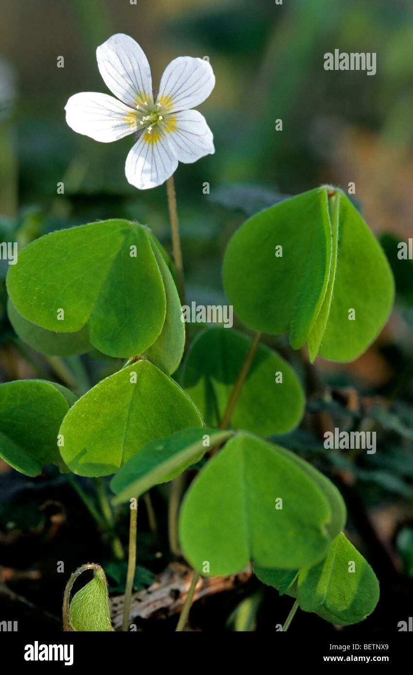 Wood sorrel (Oxalis acetosella), Europe Stock Photo - Alamy