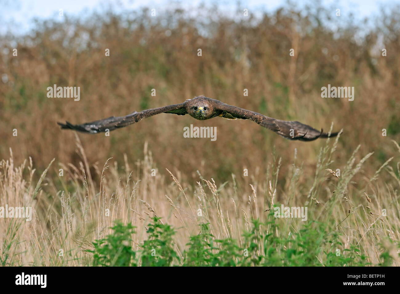 Common buzzards flying hi-res stock photography and images - Alamy