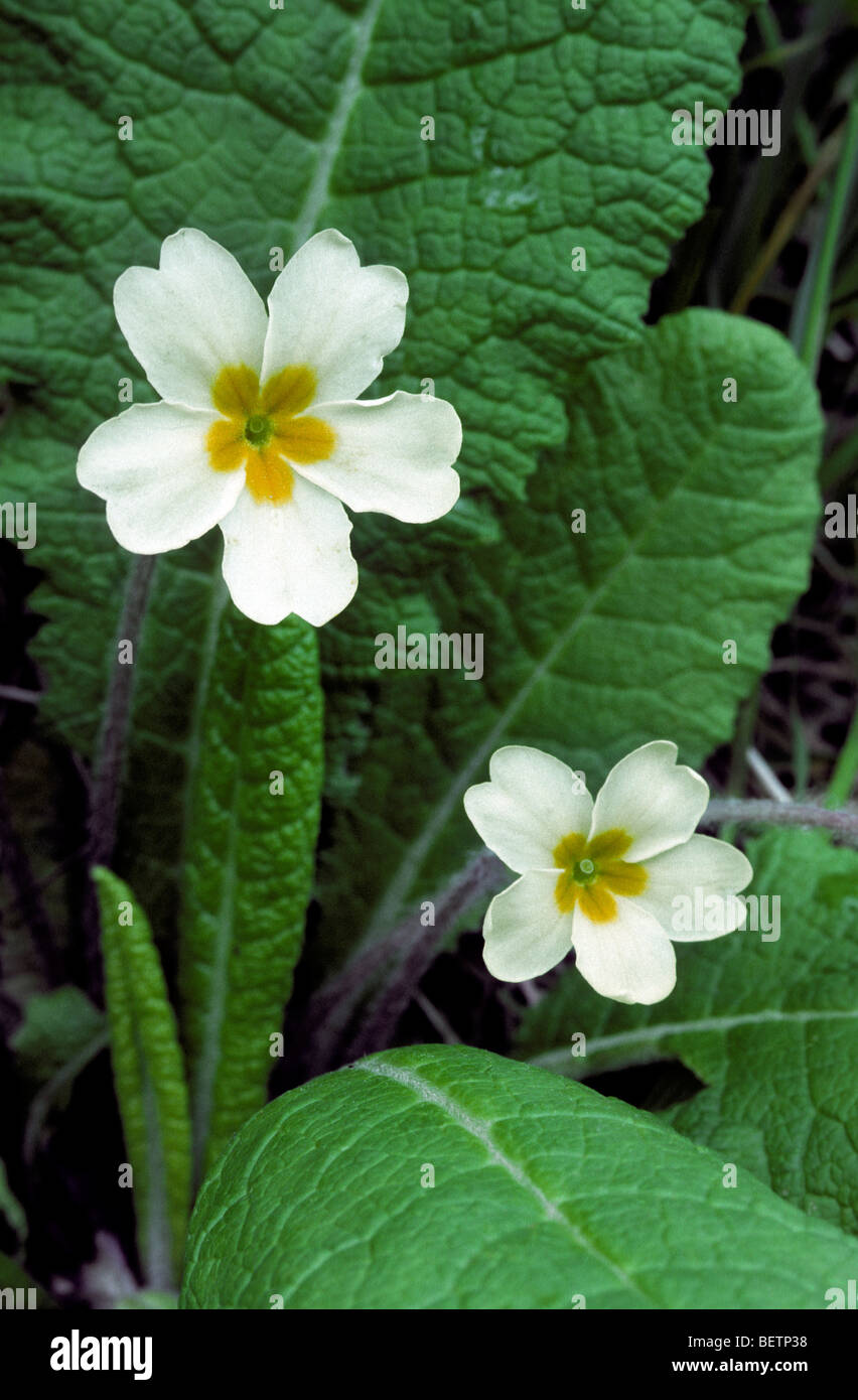 English primrose / Wild primroses / Common primrose (Primula vulgaris ...