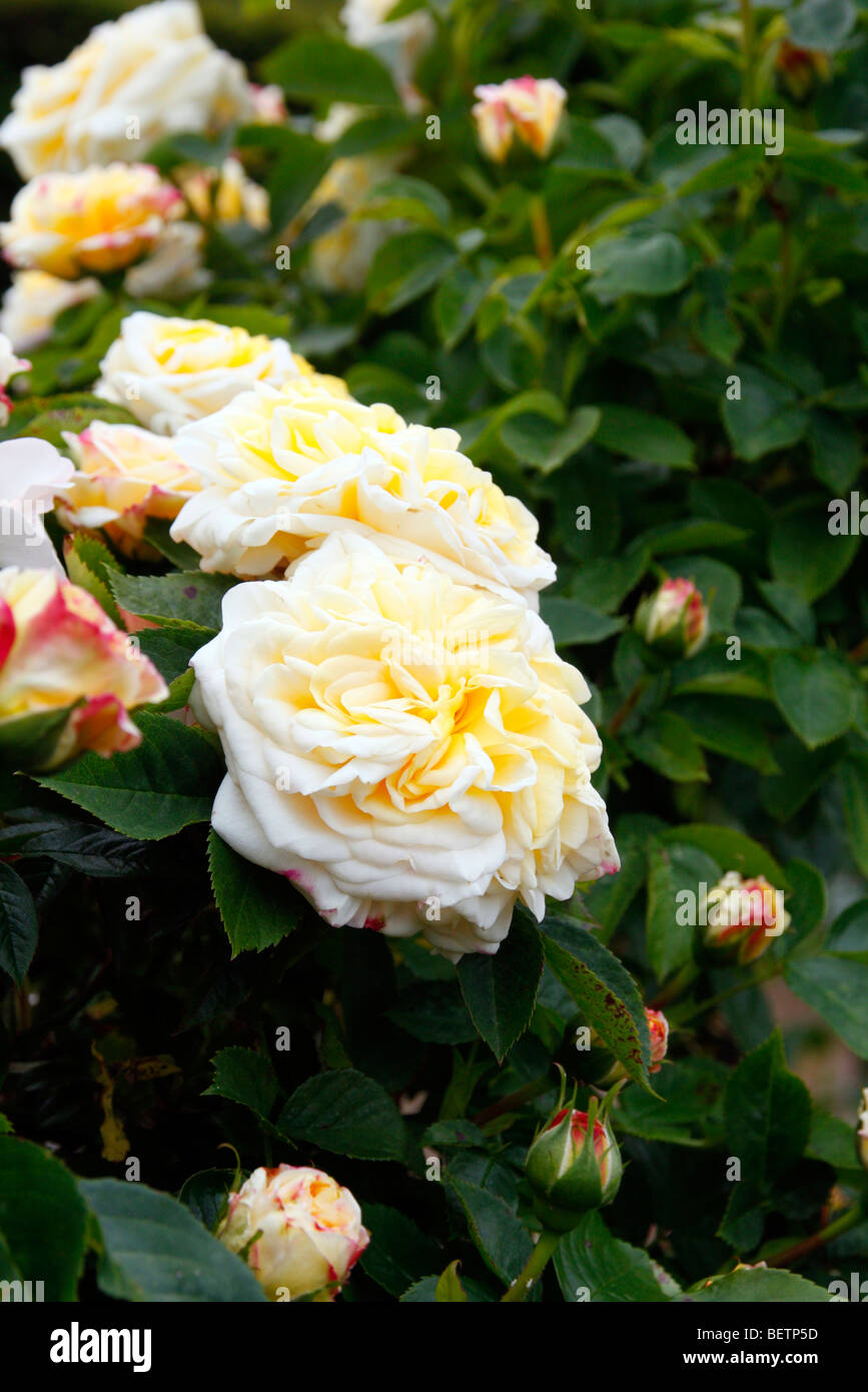 Rose dor hi-res stock photography and images - Alamy