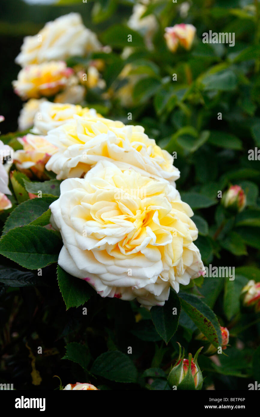 Rose dor hi-res stock photography and images - Alamy