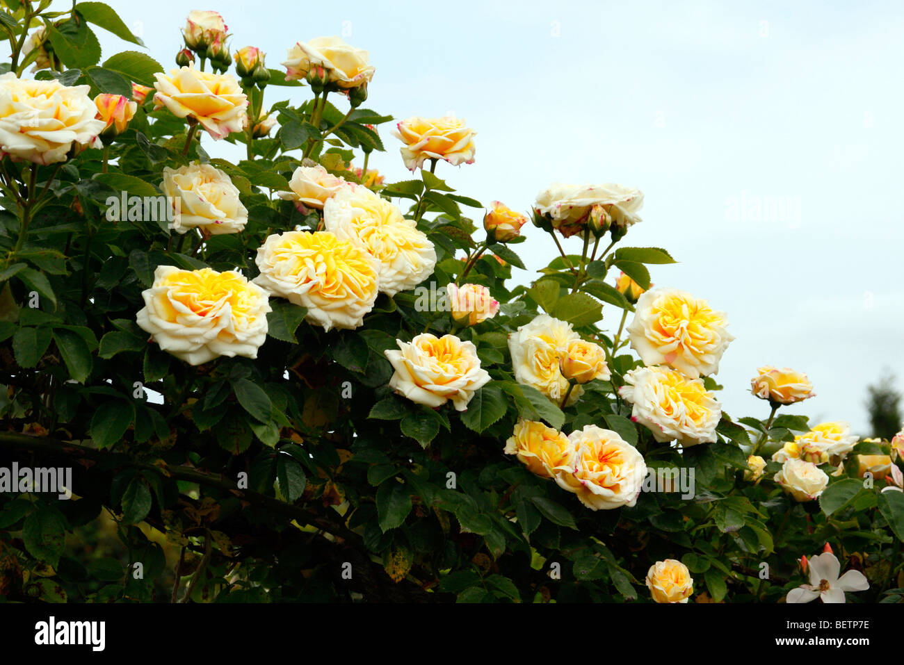 Rose dor hi-res stock photography and images - Alamy