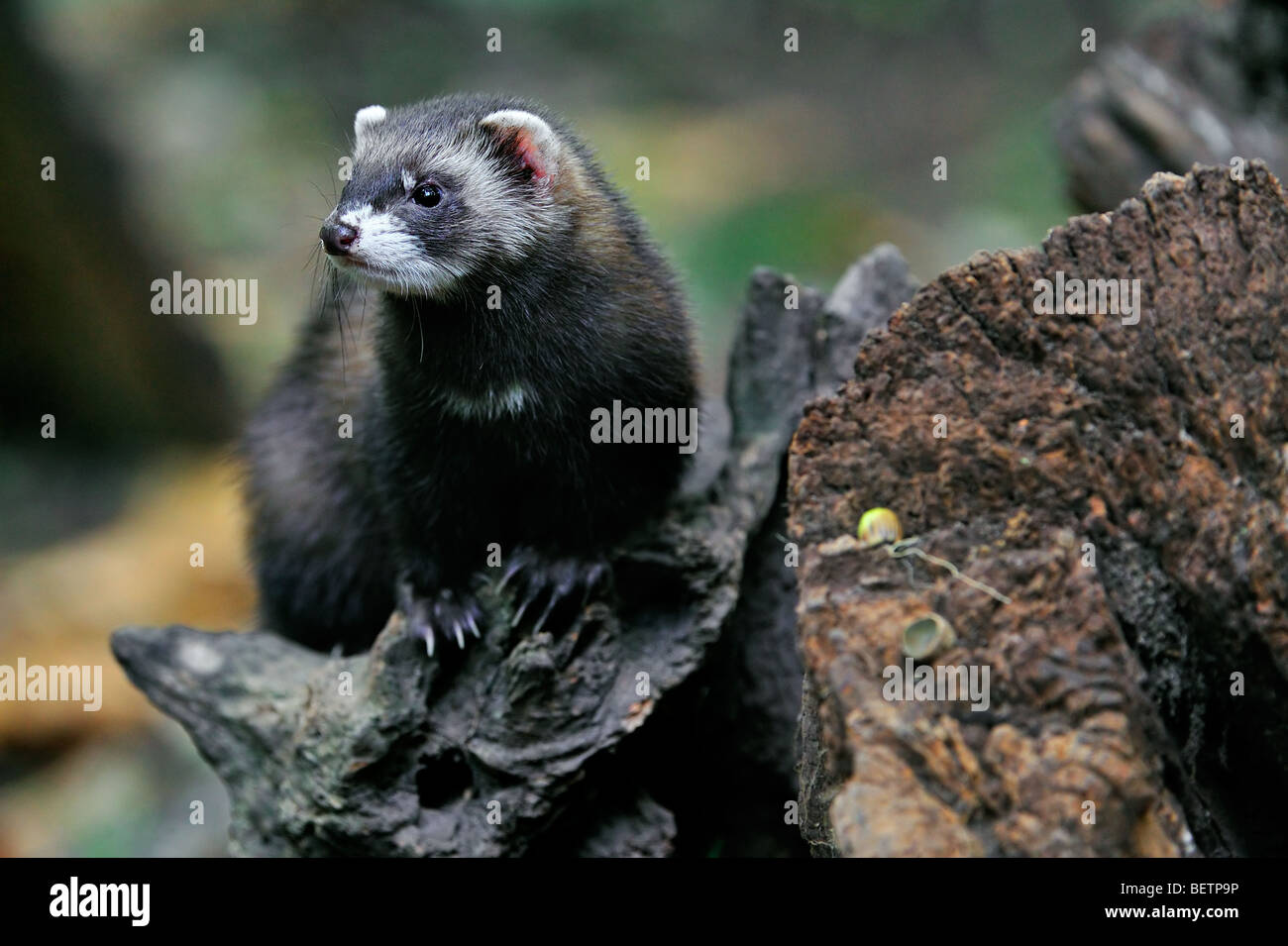 Forest polecats uk hi-res stock photography and images - Alamy