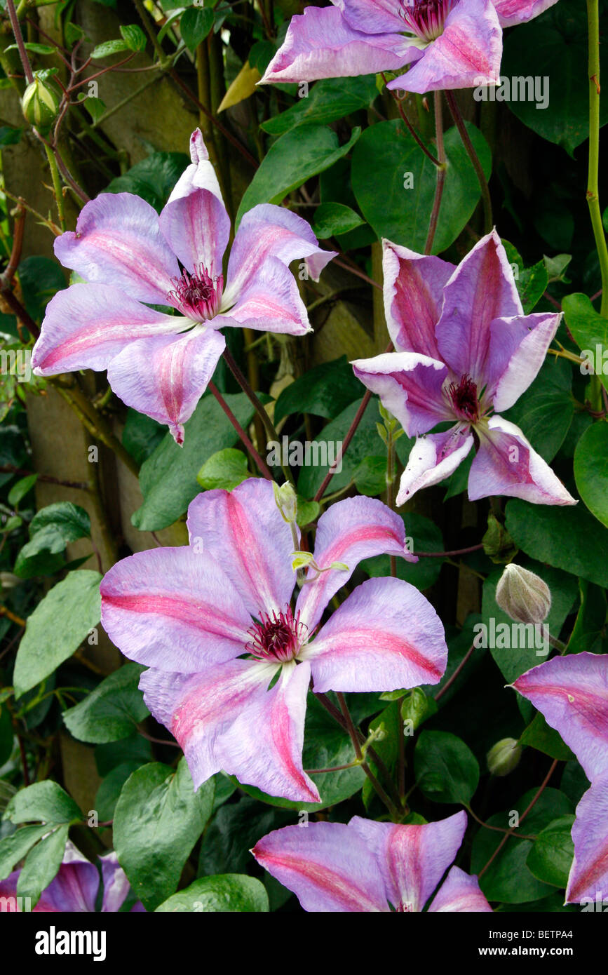 Rambling Clematis Stock Photos & Rambling Clematis Stock Images - Alamy