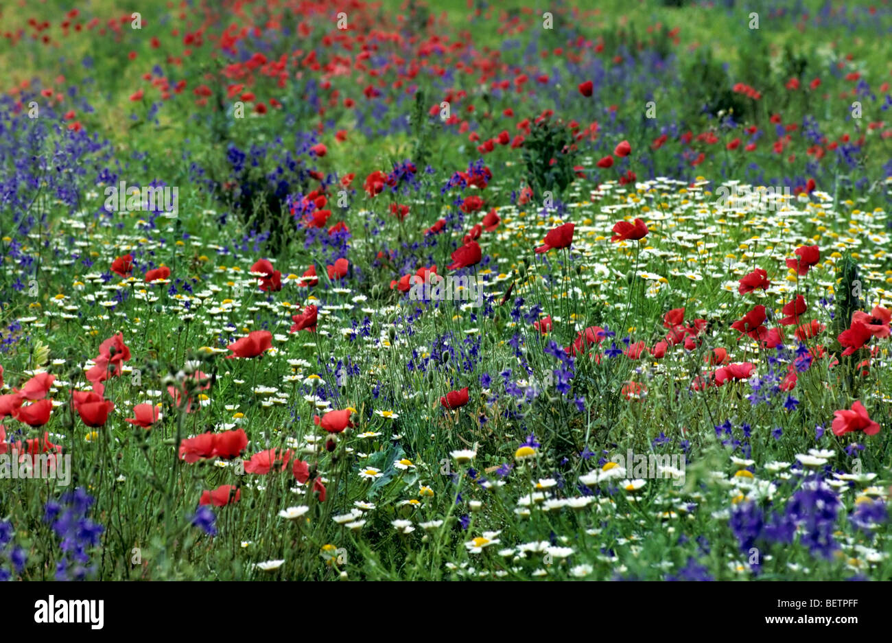 Wildflowers in meadow, Europe Stock Photo - Alamy