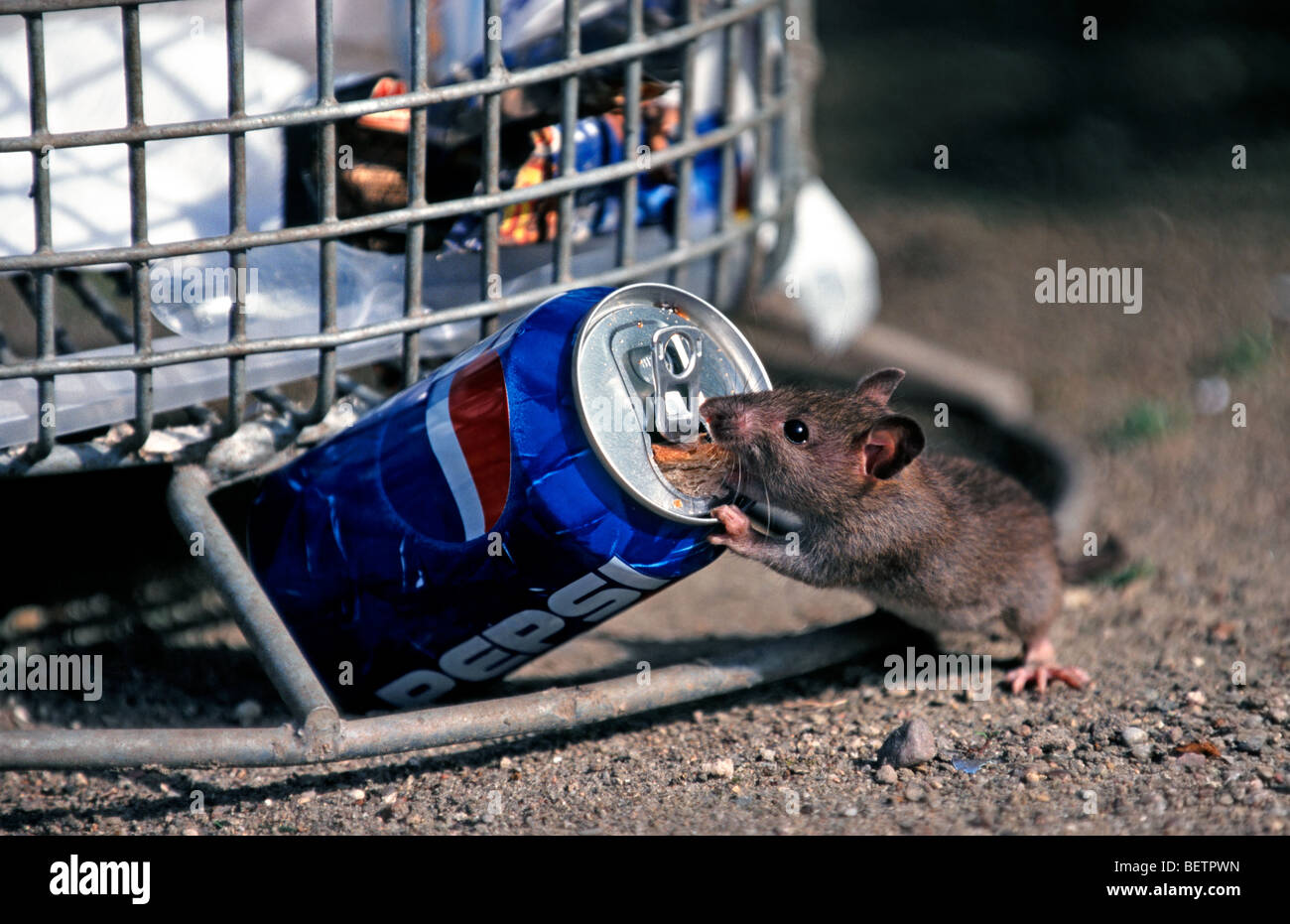 Rat Waste High Resolution Stock Photography and Images - Alamy