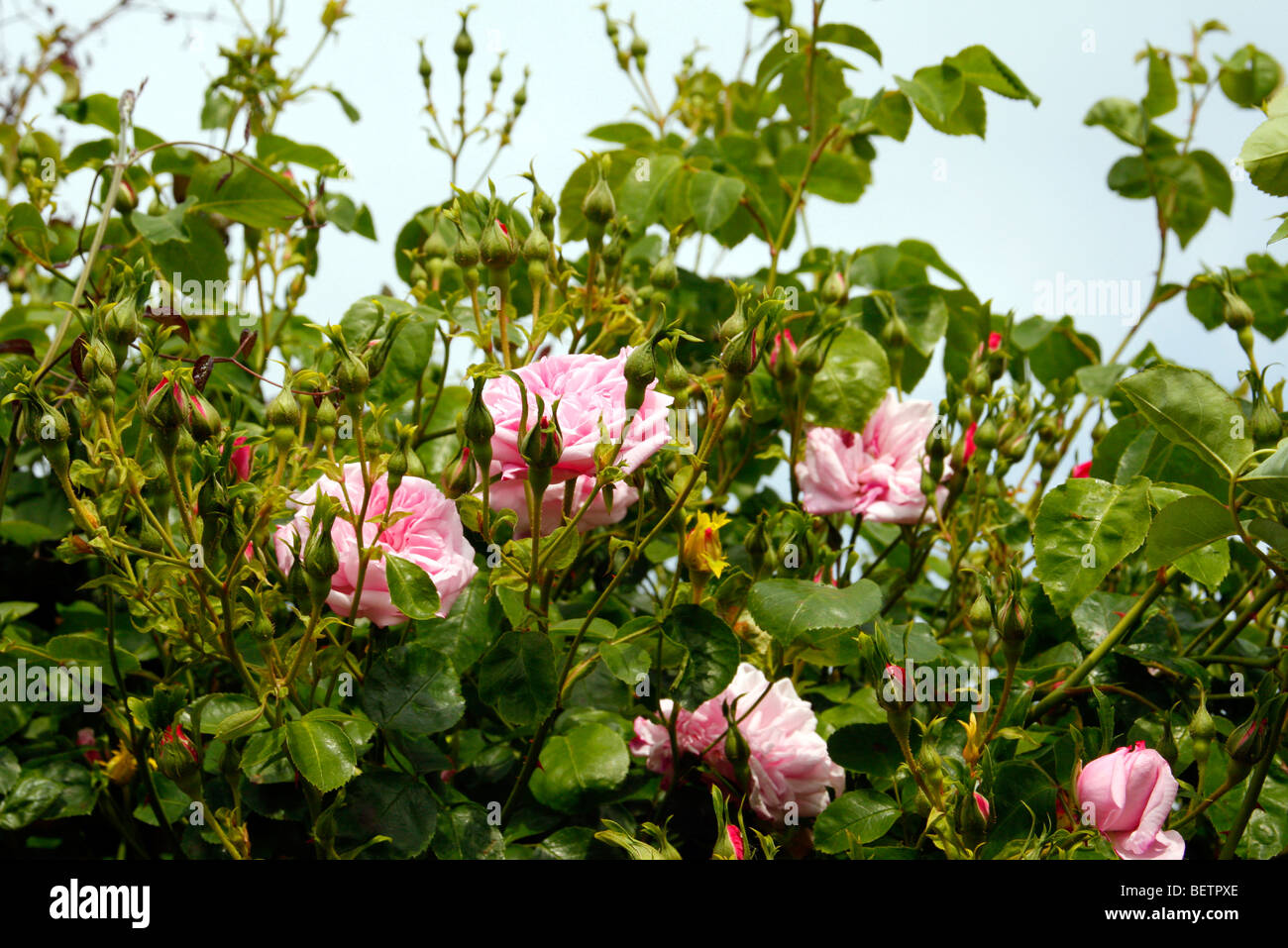 Rosa may hi-res stock photography and images - Alamy