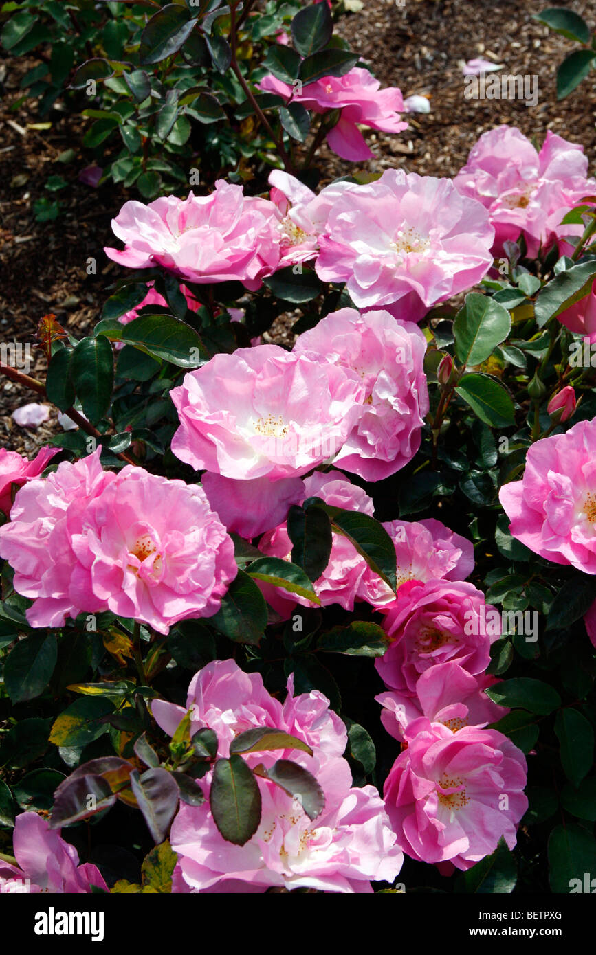 Rosa 'Baroque Floorshow' syn 'Harbaroque' Stock Photo - Alamy