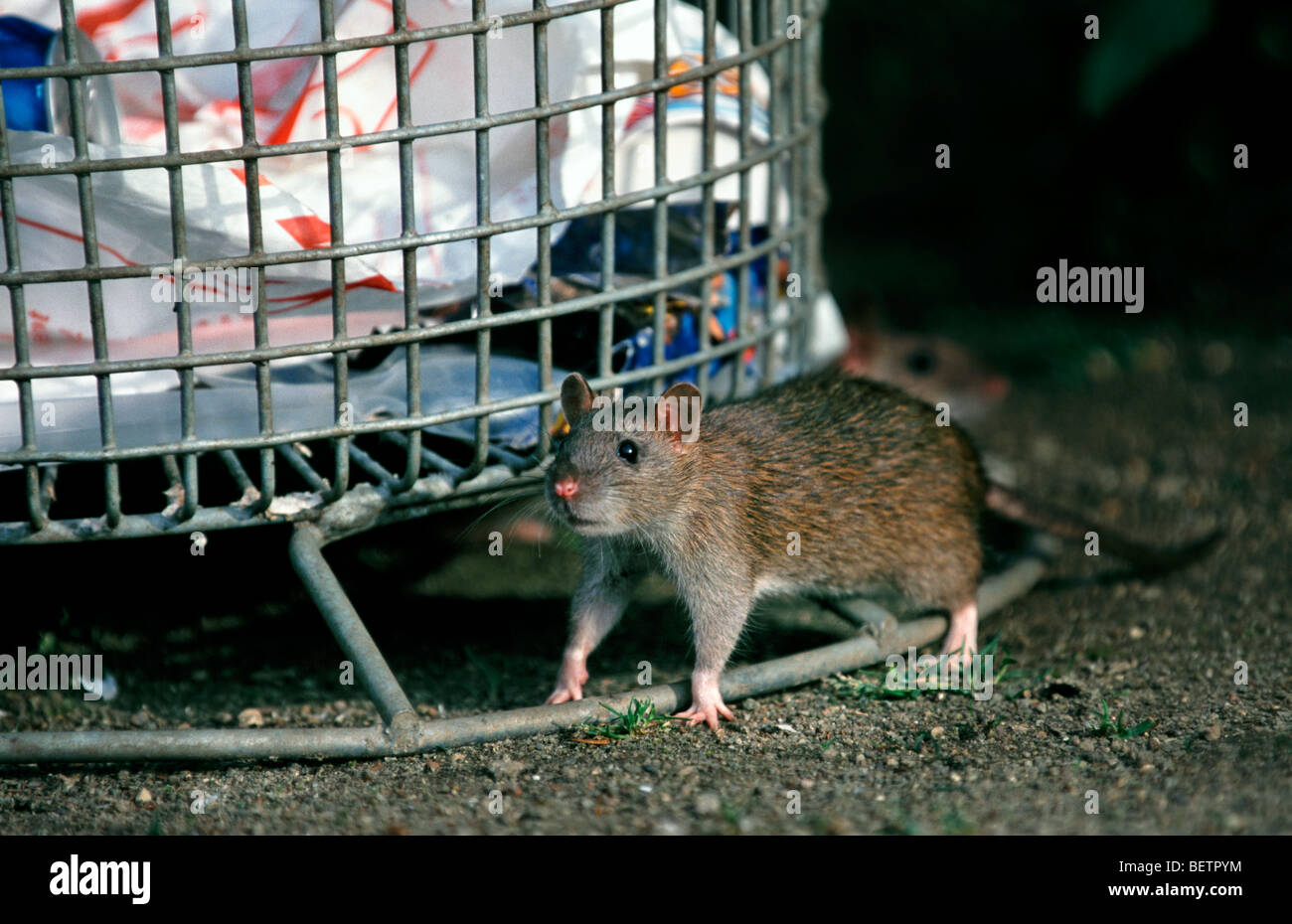 Rat rubbish bin hi-res stock photography and images - Alamy
