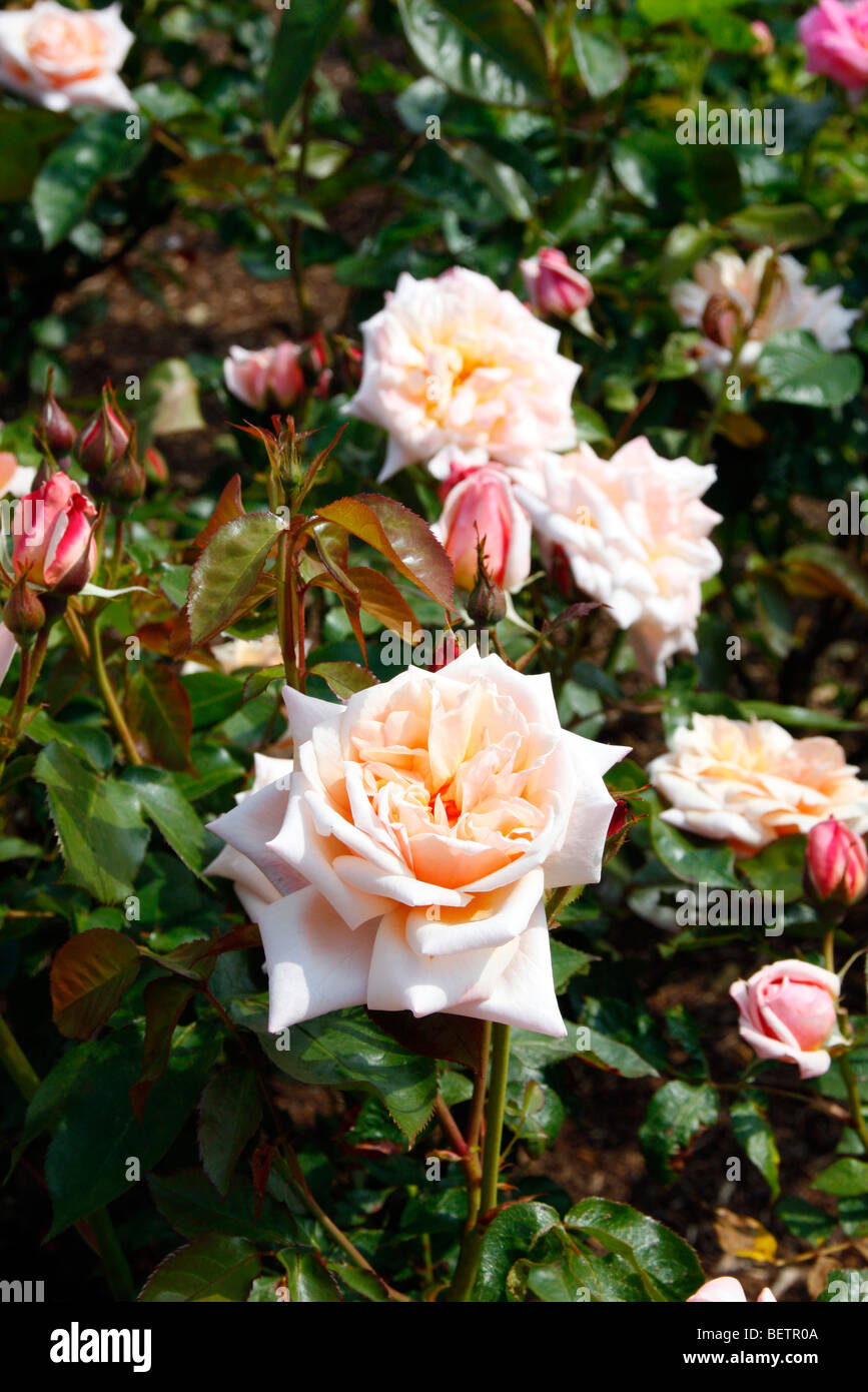 Chanelle rose hi-res stock photography and images - Alamy