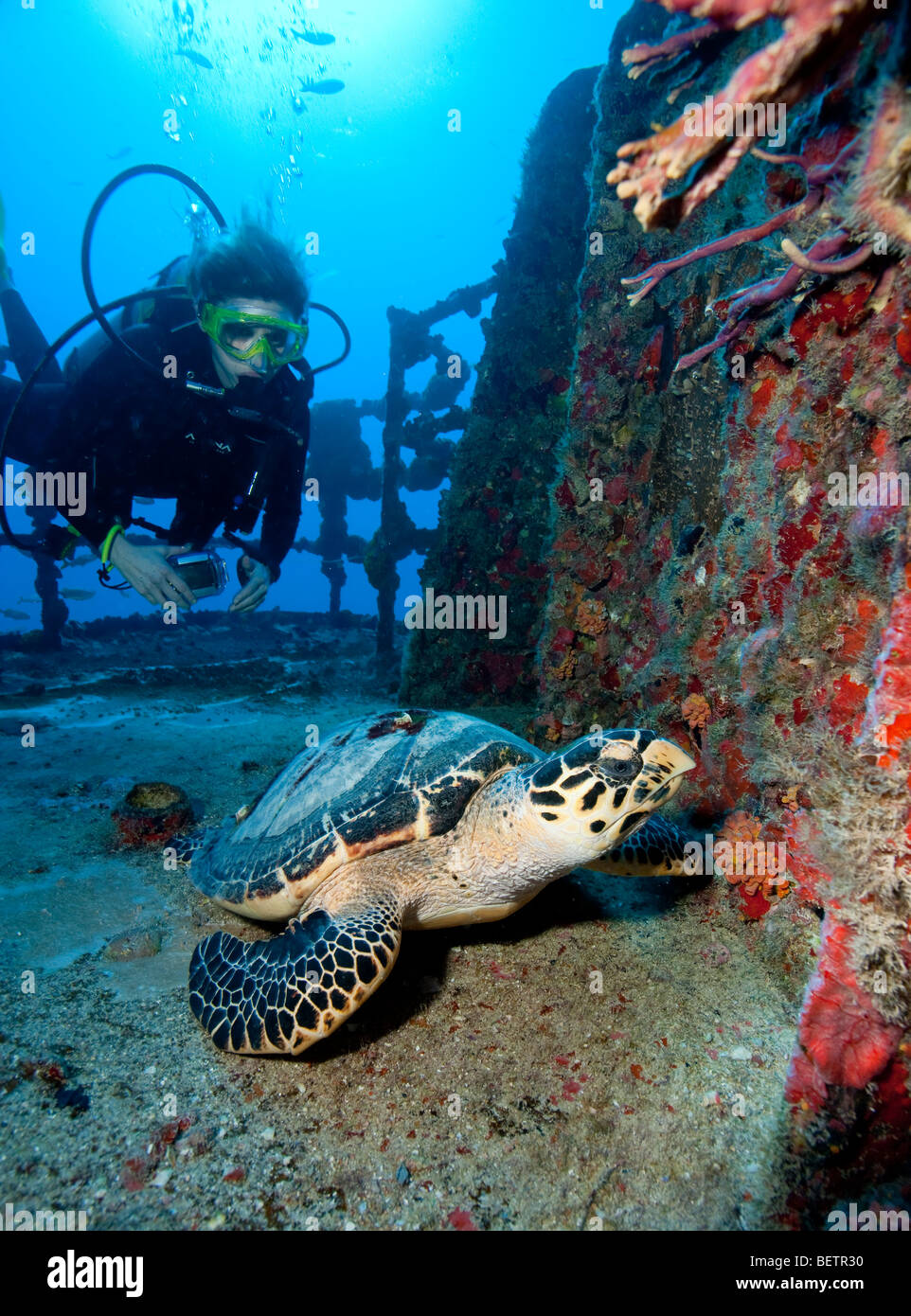 Scuba Diver with Turtle, Florida Keys Stock Photo - Alamy