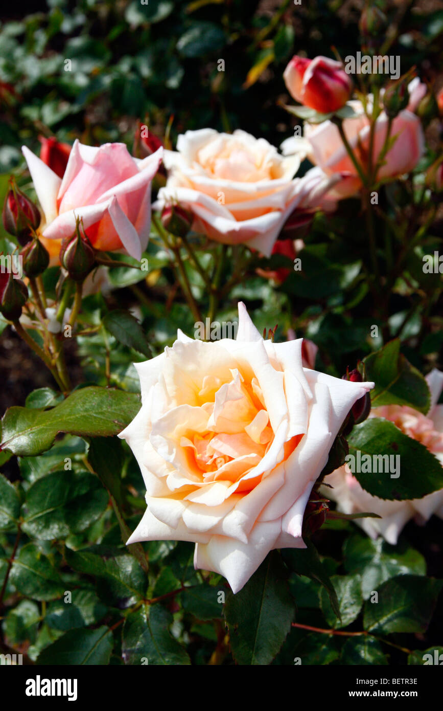 Chanelle rose hi-res stock photography and images - Alamy