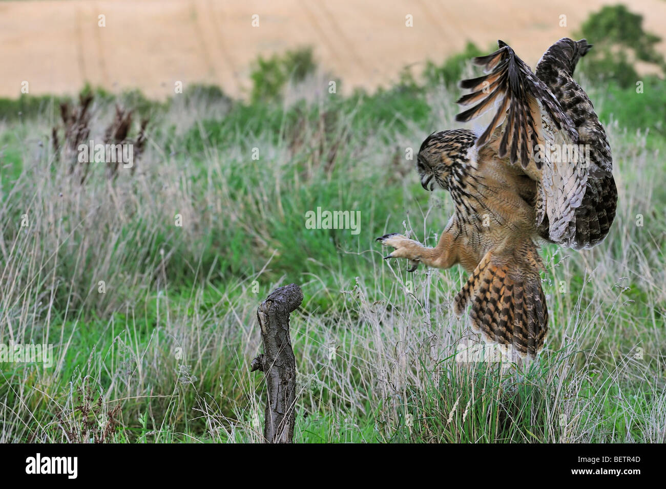 Eurasian Eagle owl (Bubo bubo) landing on perch with wings spread in ...