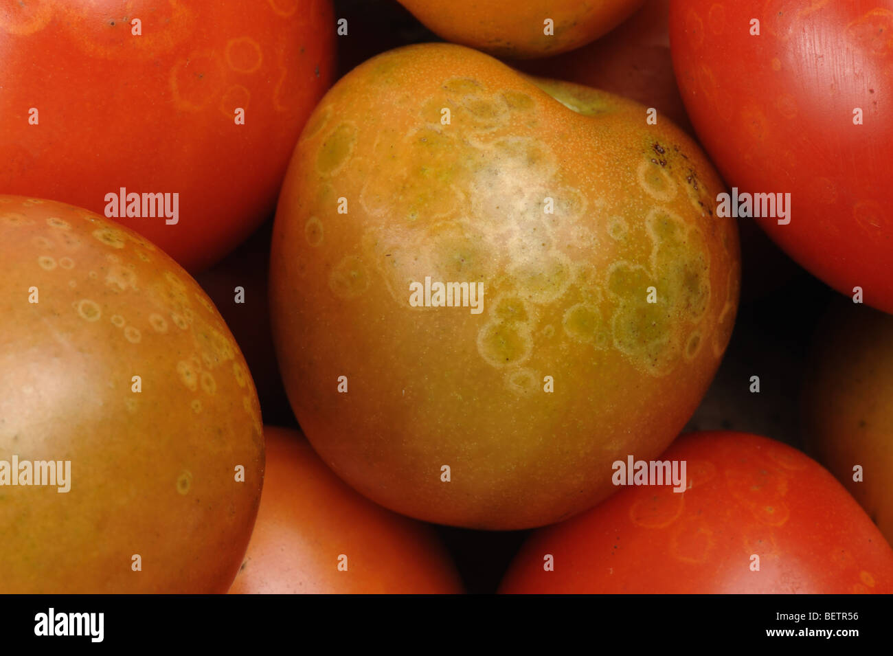 Grey mould on tomatoes hi-res stock photography and images - Alamy