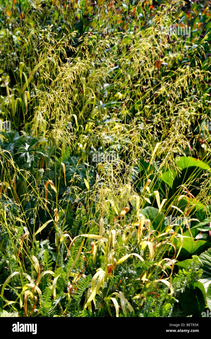 Milium Effusum Aureum High Resolution Stock Photography and Images - Alamy