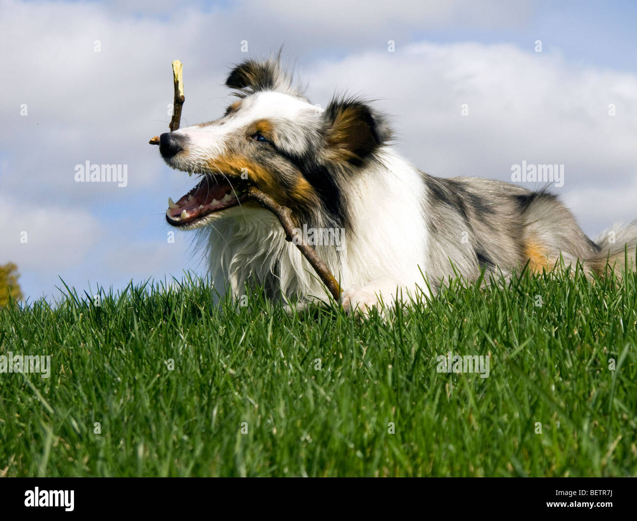 Sheltie teeth hi-res stock photography and images - Alamy