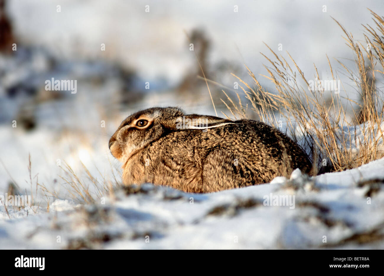 Hares form hi-res stock photography and images - Alamy