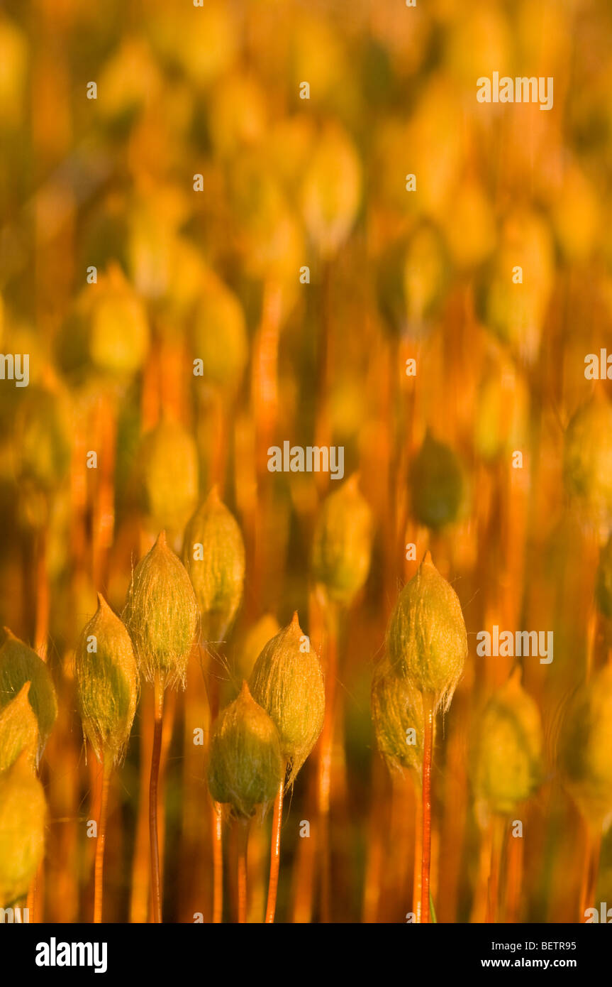 Marsh Hair Moss, Polytrichum commune, reproductive fruiting capsules ...