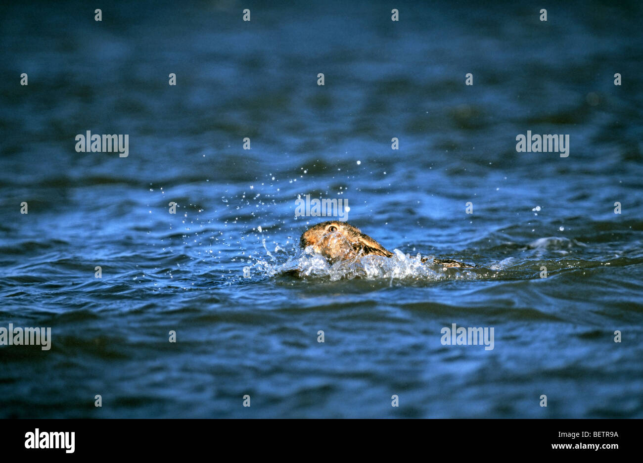 Brown hare / European hare (Lepus europaeus) swimming in water and ...