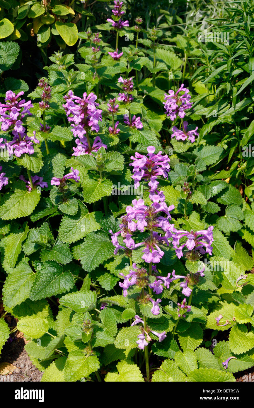 Stachys Macrantha High Resolution Stock Photography and Images - Alamy