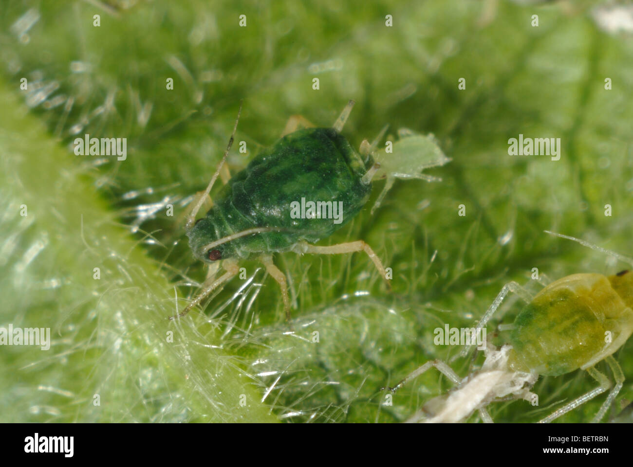 Aphid Birth High Resolution Stock Photography and Images - Alamy