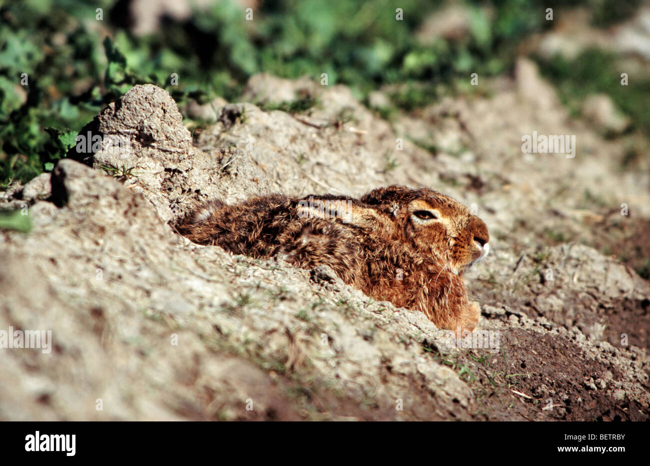 Hares form hi-res stock photography and images - Alamy