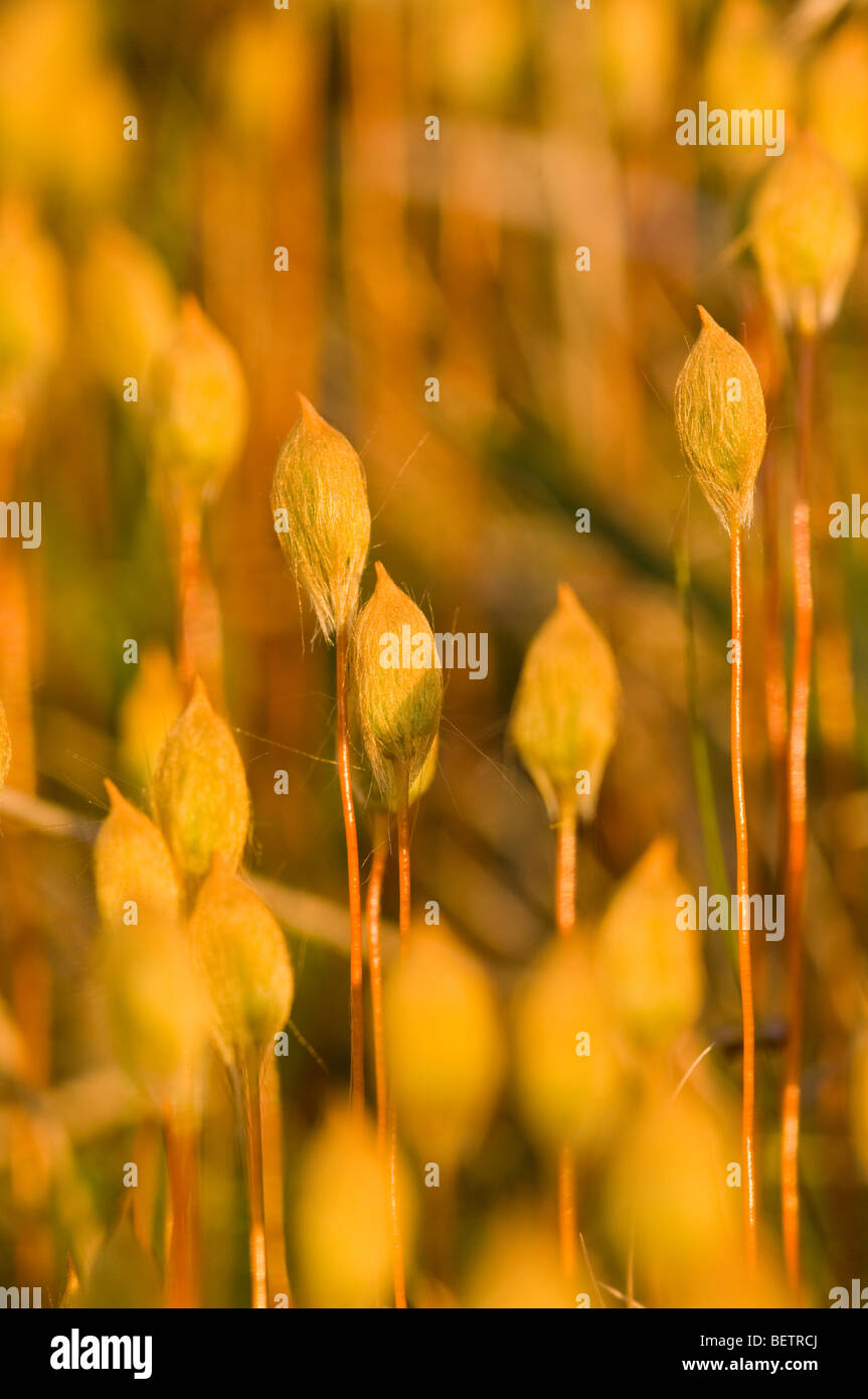 Marsh Hair Moss, Polytrichum commune, reproductive fruiting capsules ...
