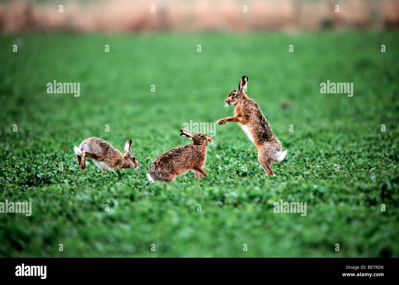 Two Brown hares / European hare (Lepus europaeus) boxing in field ...