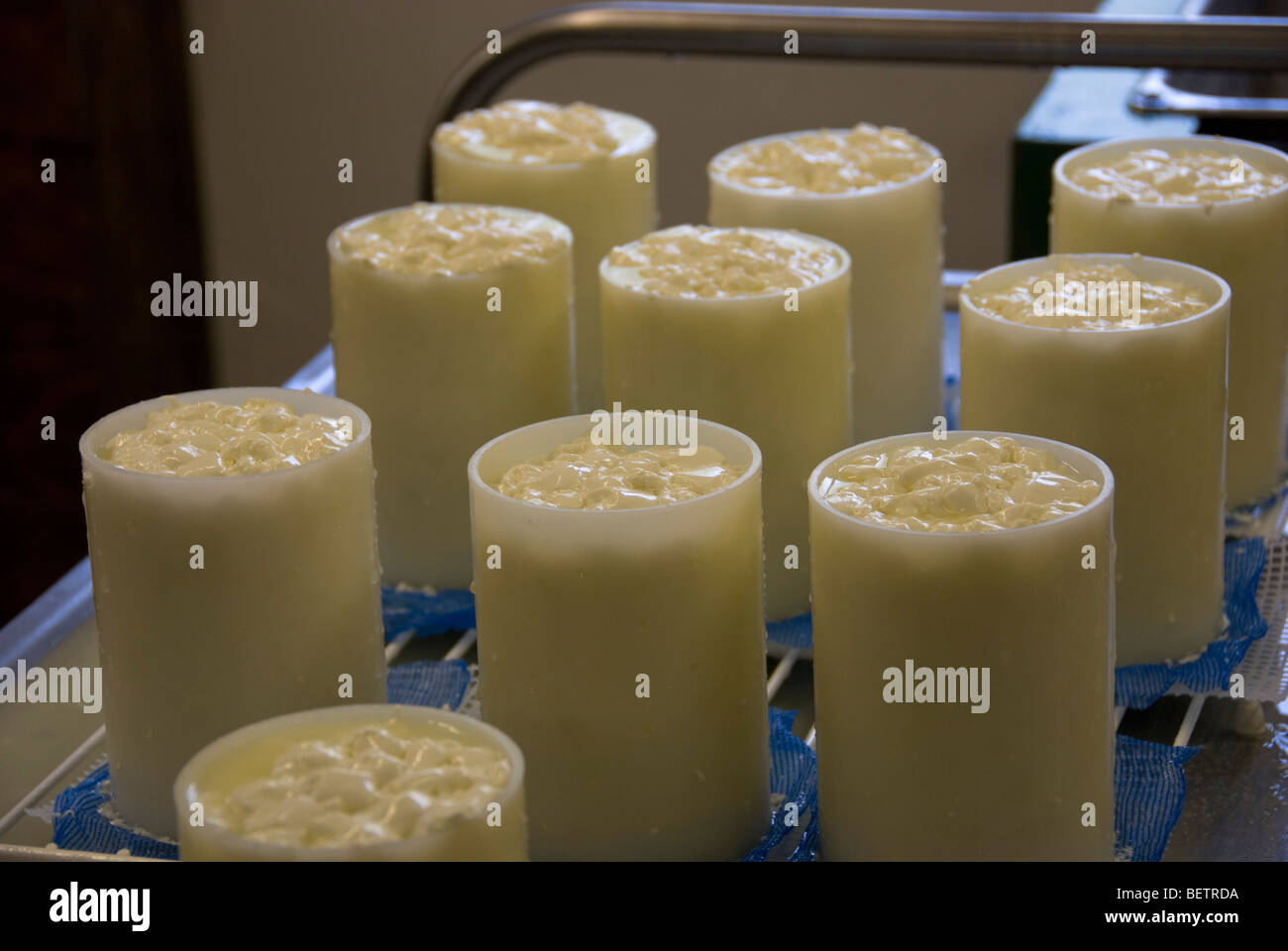 Draining the whey from curds in moulds to make Blue Monk cheese ...