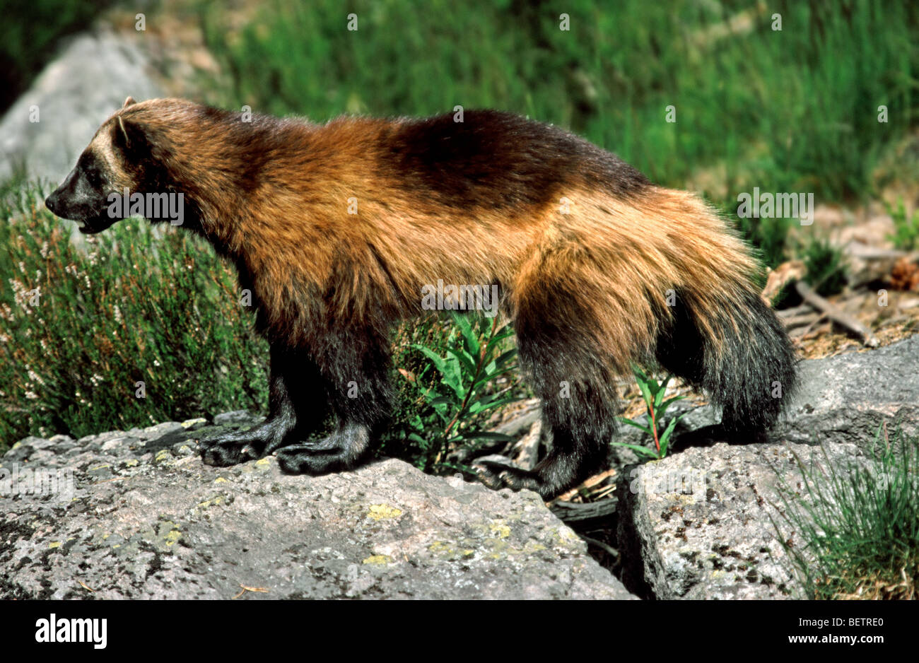 Wolverine (Gulo gulo) on the tundra in Sweden, Scandinavia Stock Photo ...