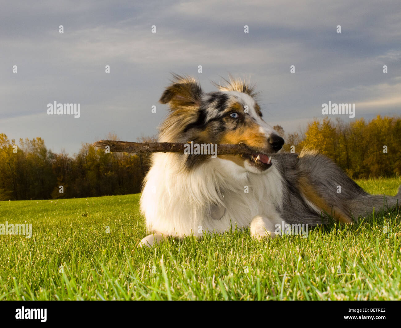 Young Sheltie chewing on stick Stock Photo - Alamy