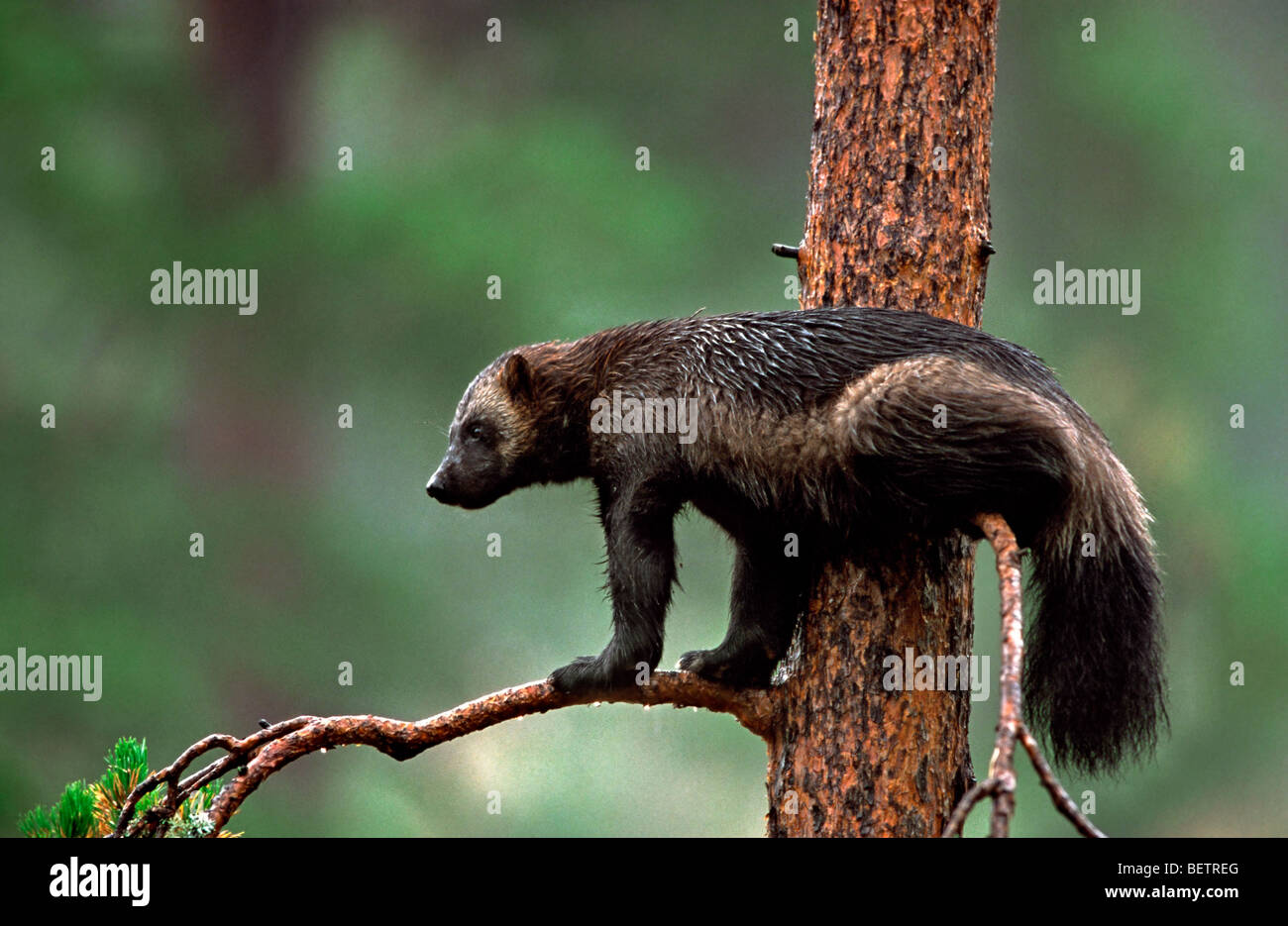 Wolverine (Gulo gulo) climbing spruce tree in the taiga in Sweden ...