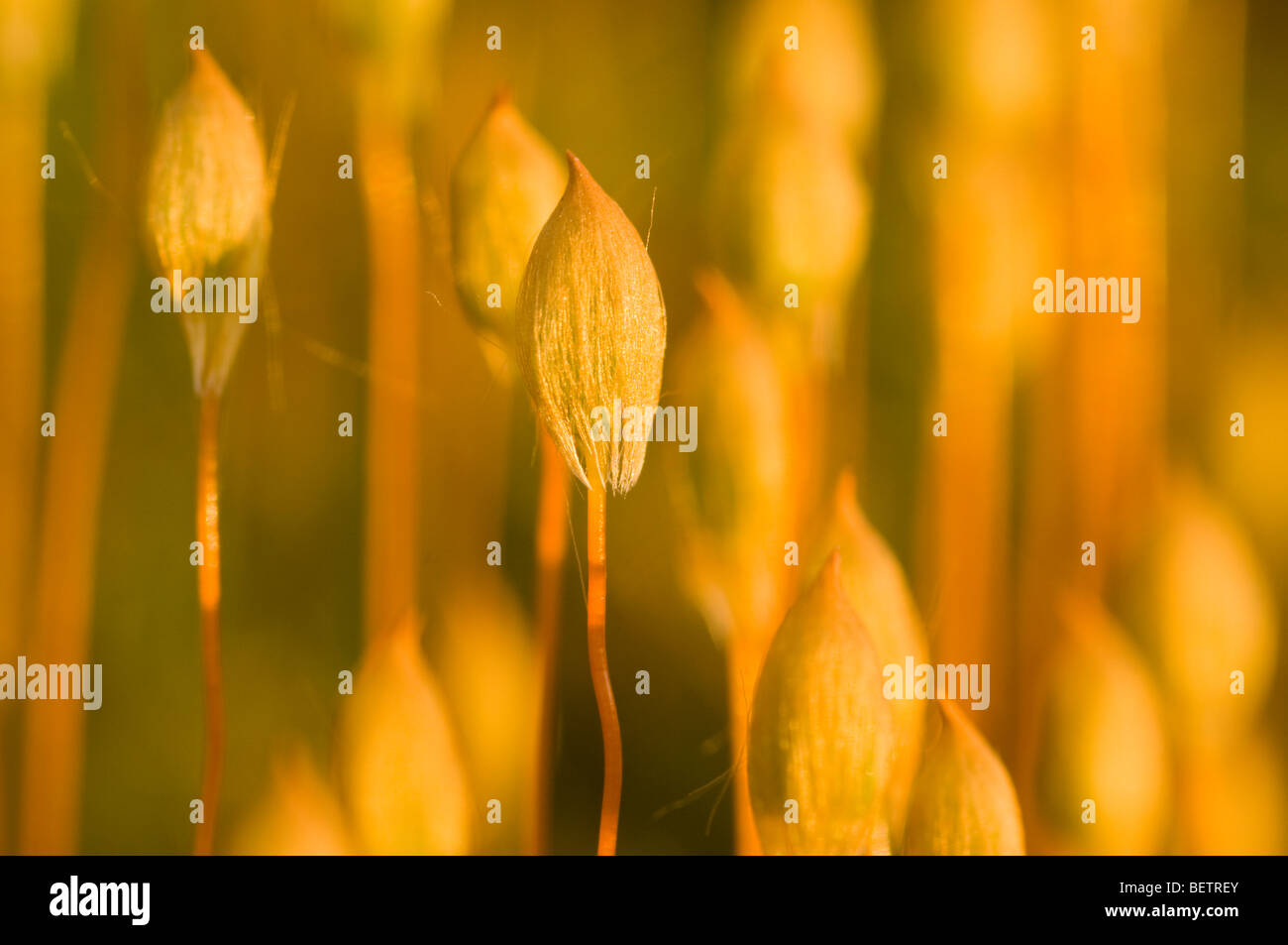 Marsh Hair Moss, Polytrichum commune, reproductive fruiting capsules ...