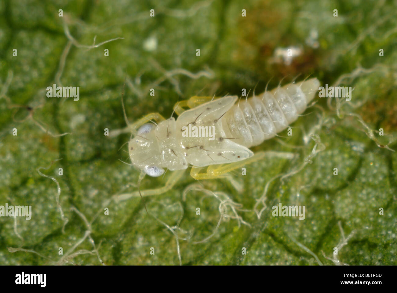 Rose nymph hi-res stock photography and images - Alamy