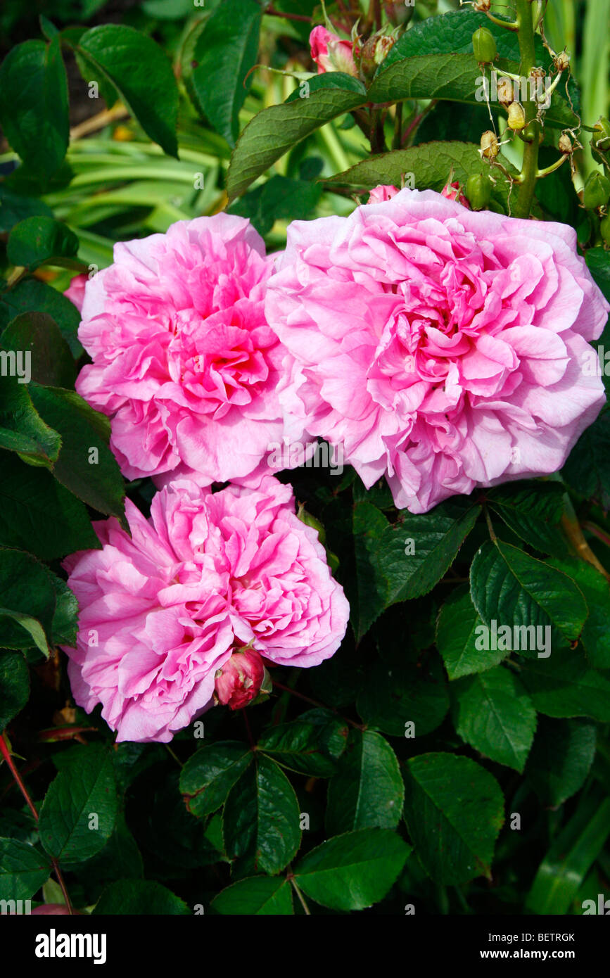 Trevor rose hi-res stock photography and images - Alamy