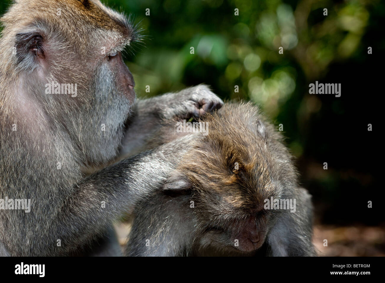 Monkey cleaning monkey Stock Photo - Alamy