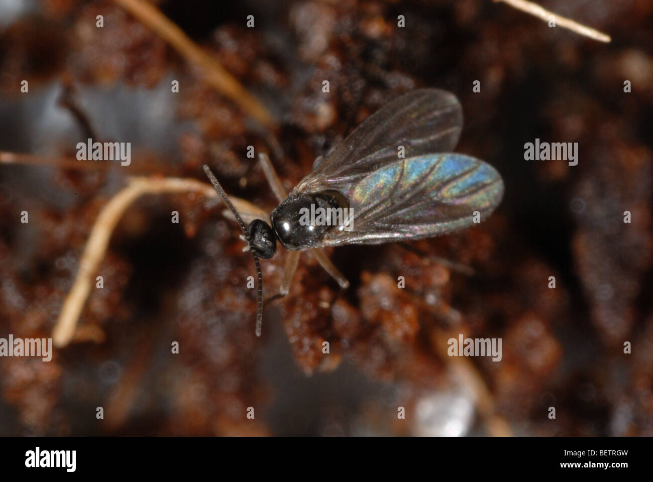 Adult sciarid fly (Bradysia difformis) on soil Stock Photo - Alamy
