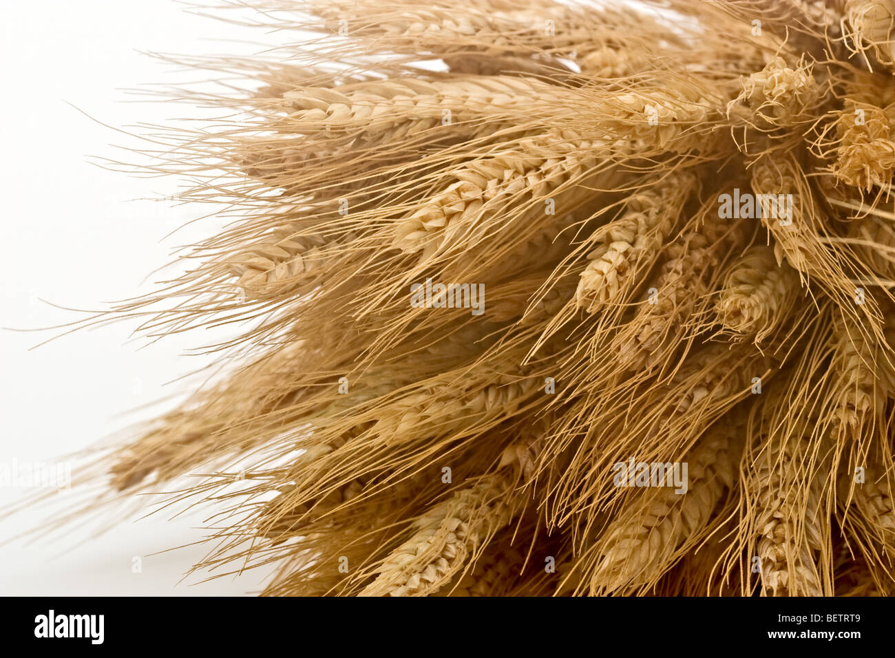 Shock of wheat stalks Stock Photo - Alamy